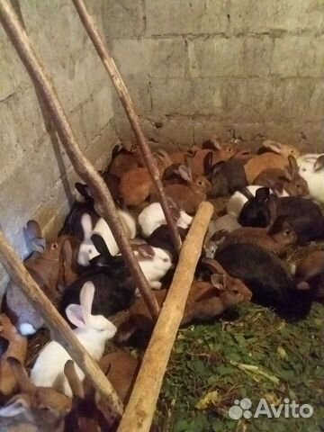 Королики живым весом