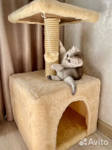 Британские котята