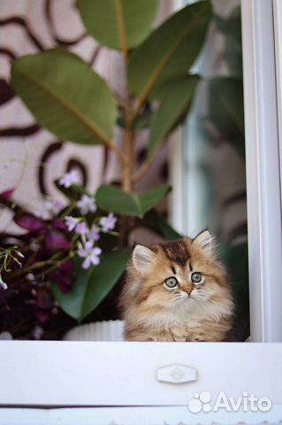 Британские котята длинношерстные