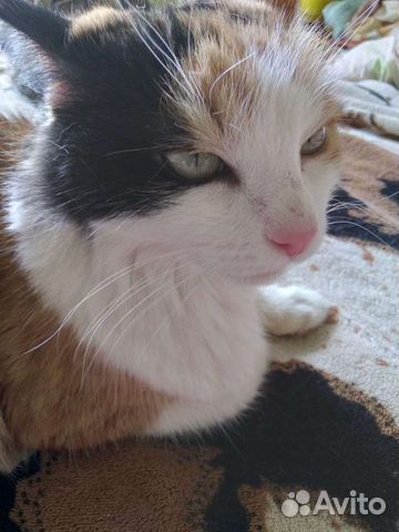 Кошка Нюся