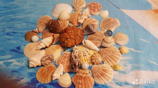 Ракушки и галька