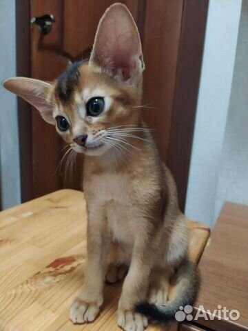 Абиссинские котята