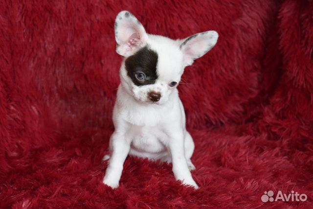 Чихуа - тип кобби