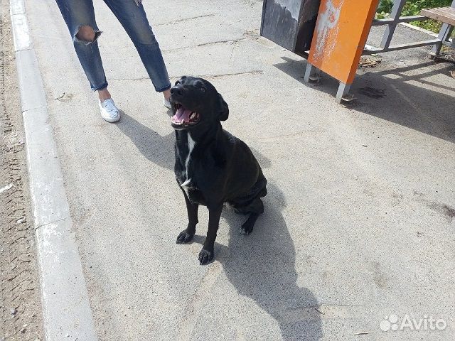Собаки в дар бесплатно