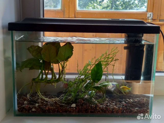 Аквариумные рыбки и растения