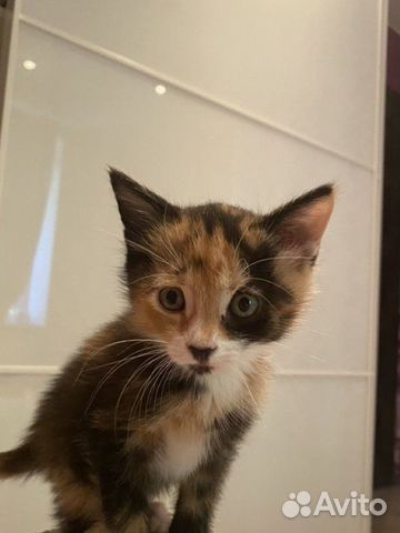 Котёночек