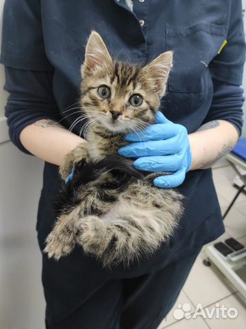 Котёнок бесплатно