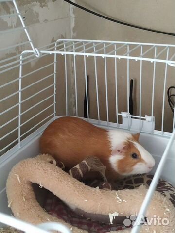 Морская свинка