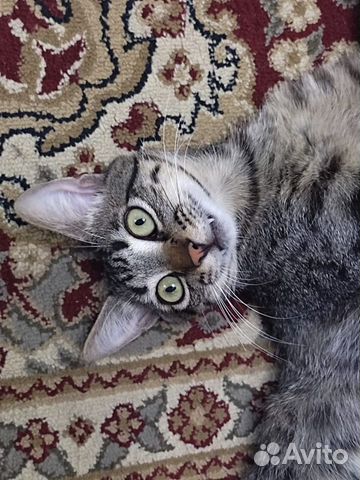 Котенок 6 месяцев в дар