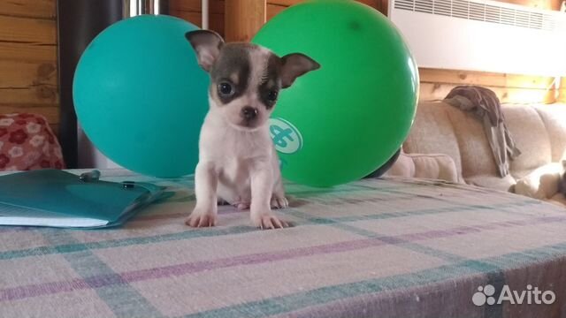 Малыши-Карандаши