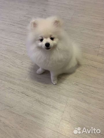 Немецкий шпиц вязка