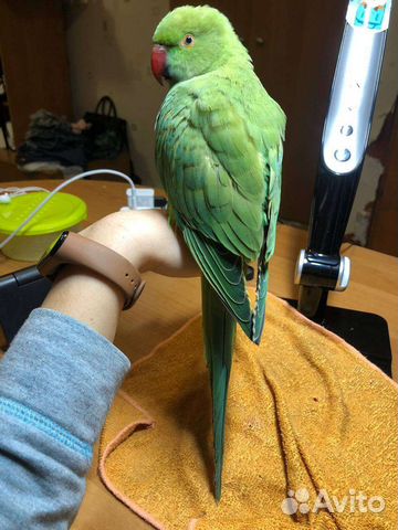 Ожереловый попугай