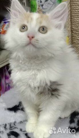 Котенок ищет дом