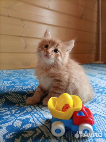 Котёнок, мальчик. Ждет добрых хозяев