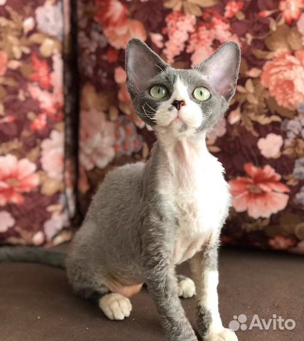 Красивый котик