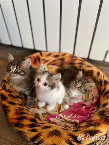 Прелестные котята в добрые руки