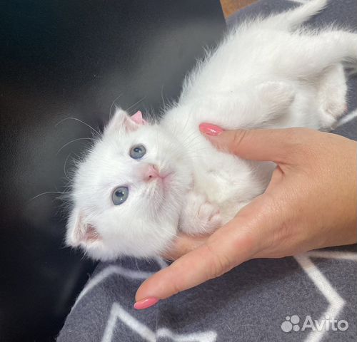 Шотландский котенок