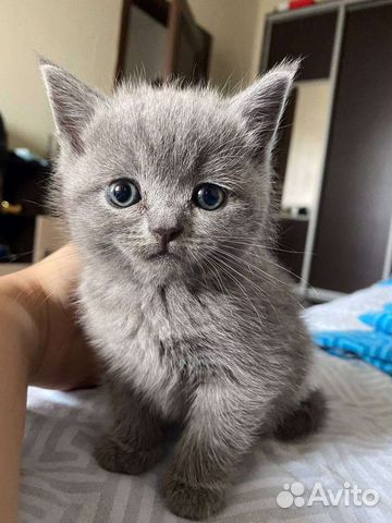 Котенок британец серый девочка