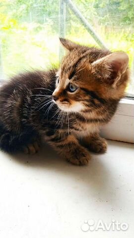 Котята в добрые руки приучены к лотку