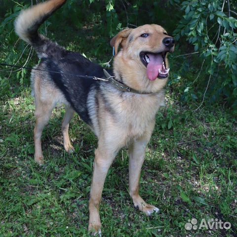 В очень добрые руки, очень доброго Мишутку