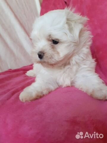 Девуля Мальтезе