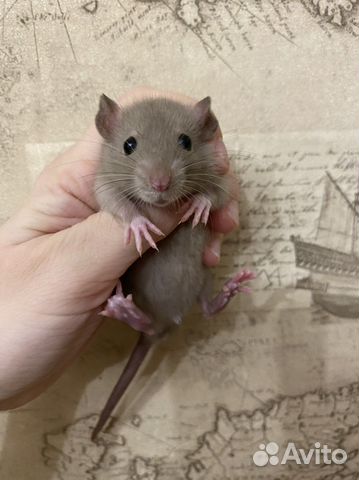 Ручные Крысята дамбо.Домашний питомник