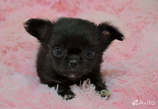 Щенки чихуахуа большой выбор щенков разные цены