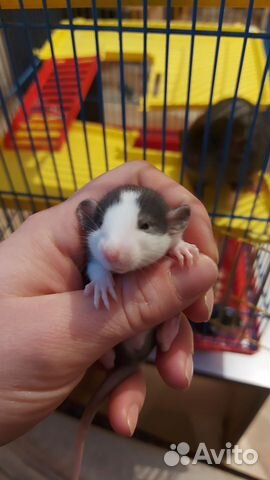 Крыса дамбо