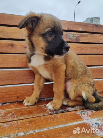 Дизайнерский щенок