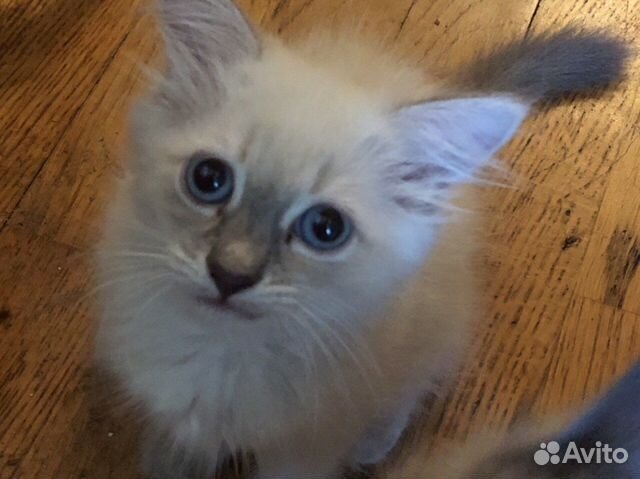 Невская маскарадная