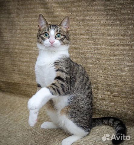 Морсик (7 мес) -потрясающий пацанчик в поисках дом