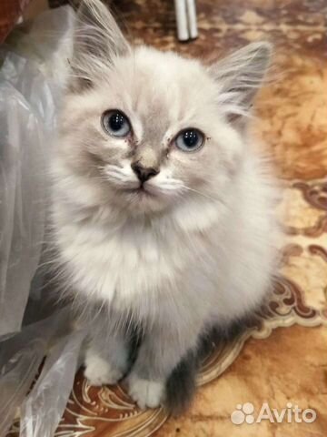 Невская маскарадная