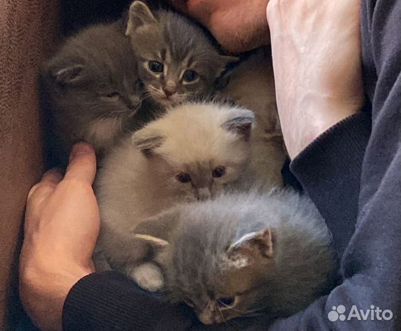Пушистики,Котята,Котенок,бесплатно,в добрые руки