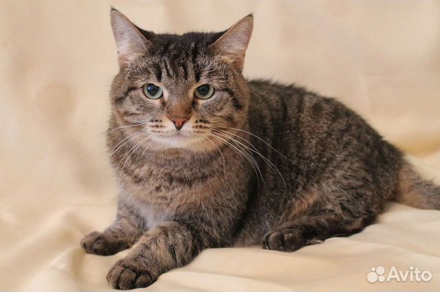 Стерилизованная кошечка в добрые руки