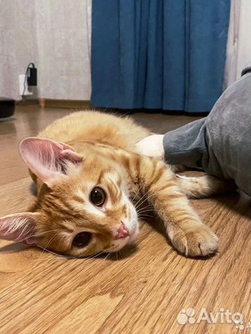 Кошка. Отдадим бесплатно, у мужа аллергия