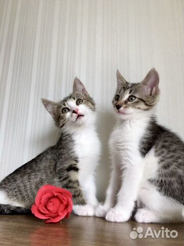 Котята в дар. Нарядные