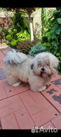 Мальчик апсо