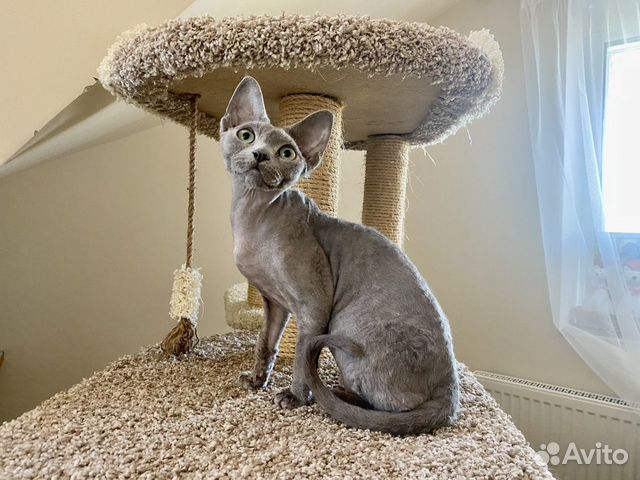 Девон рекс голубая Звездочка