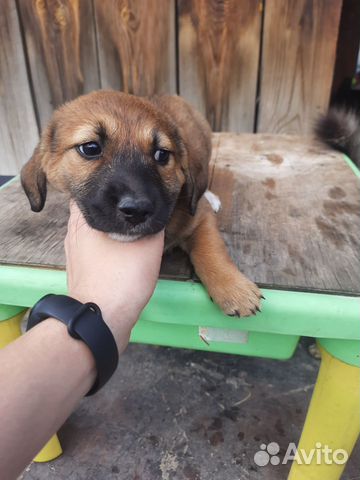 Отдам бесплатно