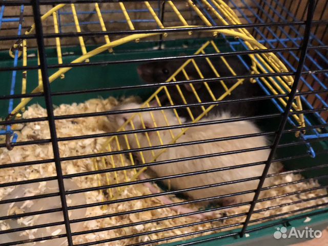 Белая крыса черная крыса