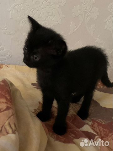 Котенок в добрые руки