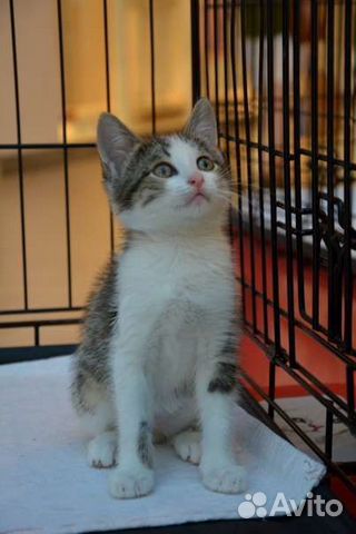 Котята мальчики в добрые руки