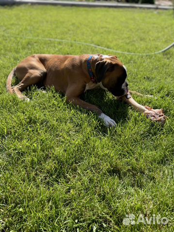 Щенок немецкого боксера