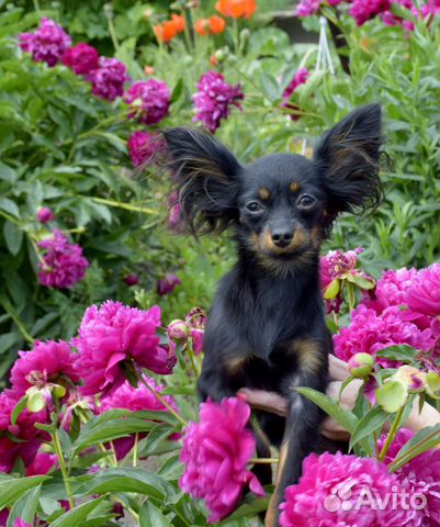 Солнышко В дом