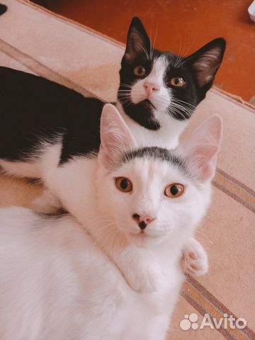 Кот котенок котик