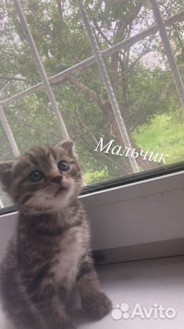 Шотландская