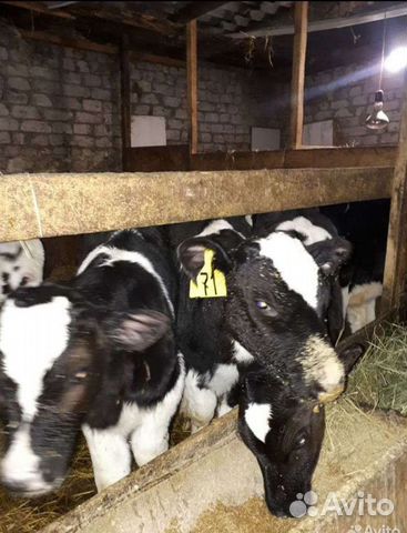 Продаем телята