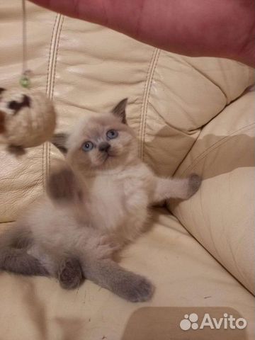 Шотландские прямоухие котята