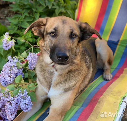 Собака Дина в добрые руки