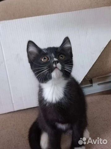 Котят выбросили на улицу